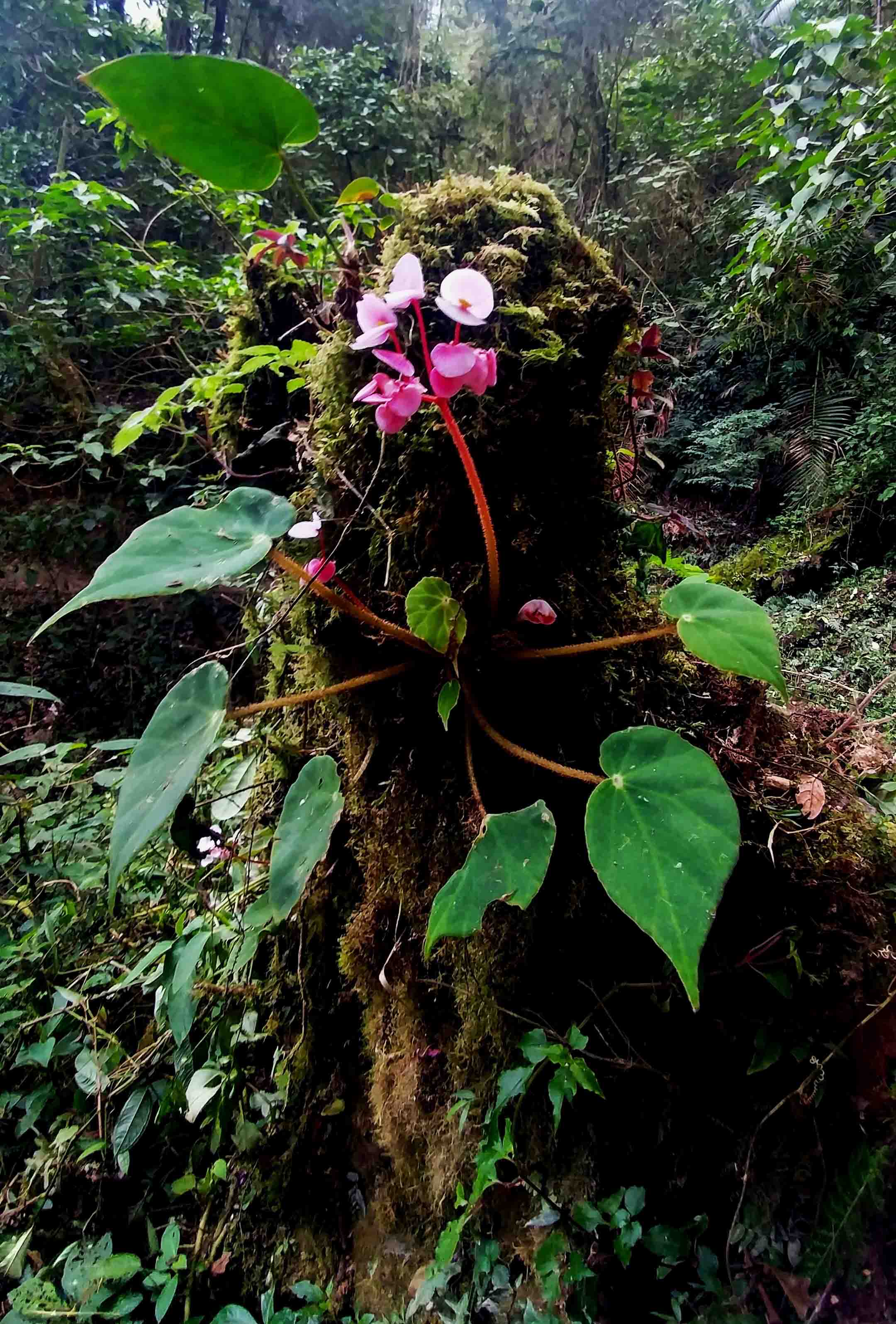 Index of /begonias/clave-electronica/key/begonias_de_cr/Media/Images