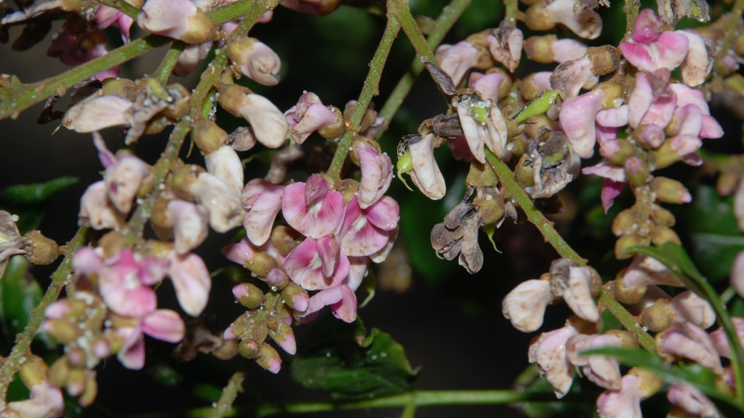 Almendro de montaña « Museo Nacional de Costa Rica