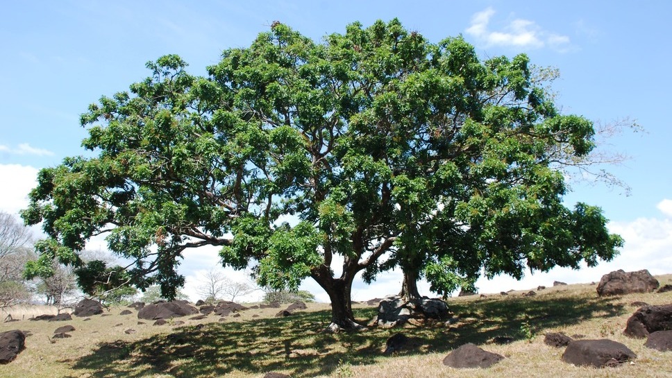 Almendro de montaña « Museo Nacional de Costa Rica