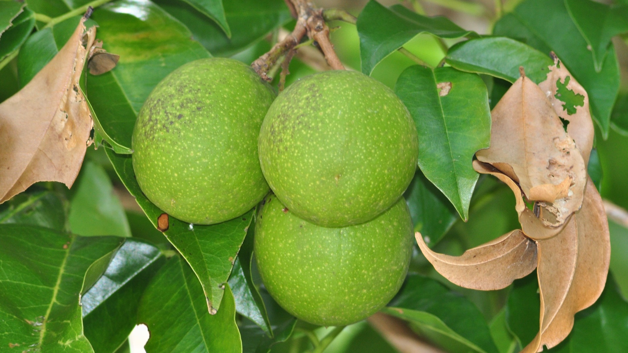 Almendro de montaña « Museo Nacional de Costa Rica
