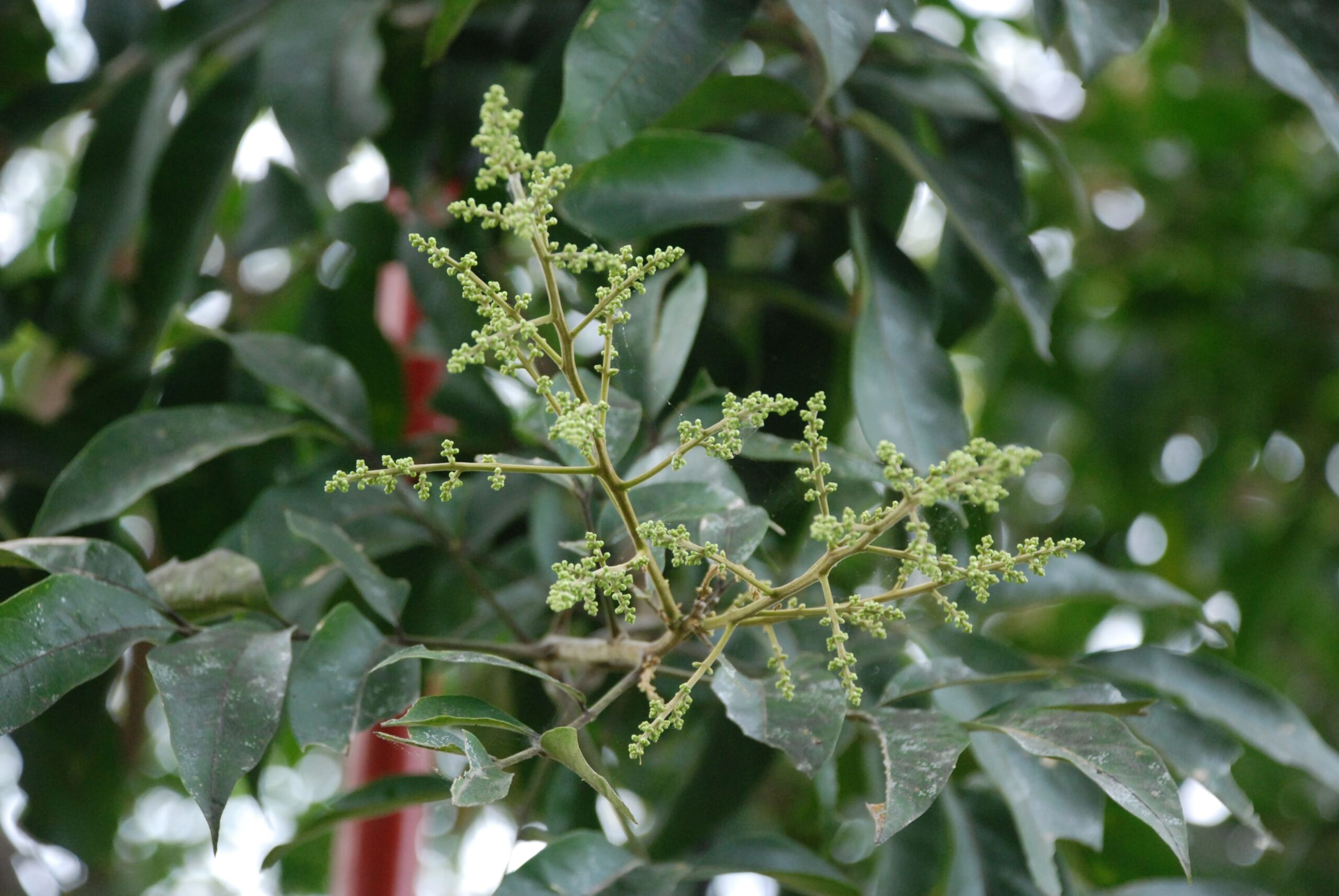 Soap tree « Museo Nacional de Costa Rica