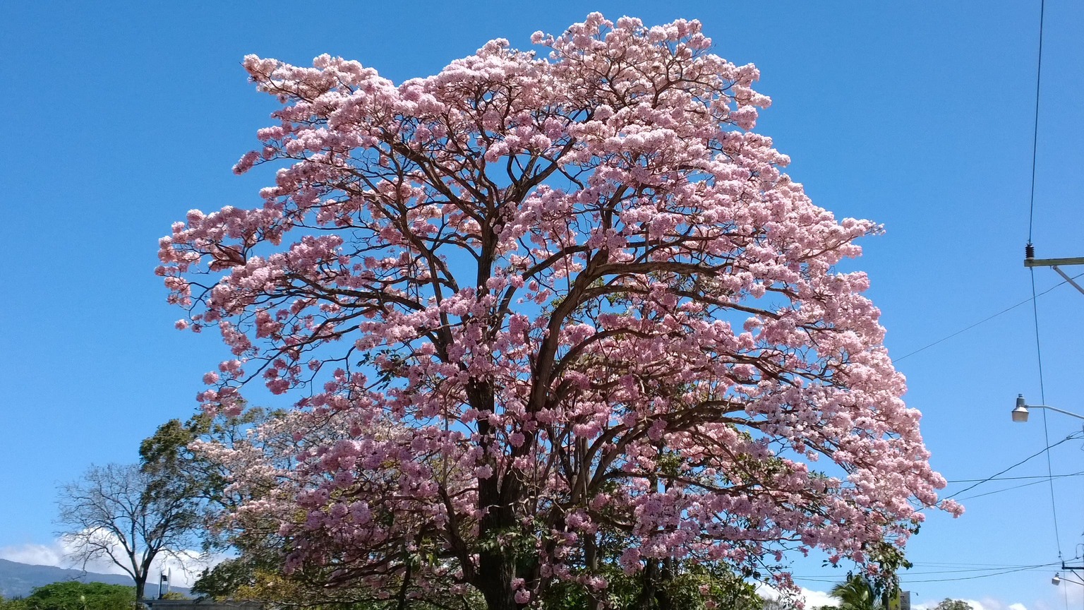 Roble sabana y vainilla « Museo Nacional de Costa Rica