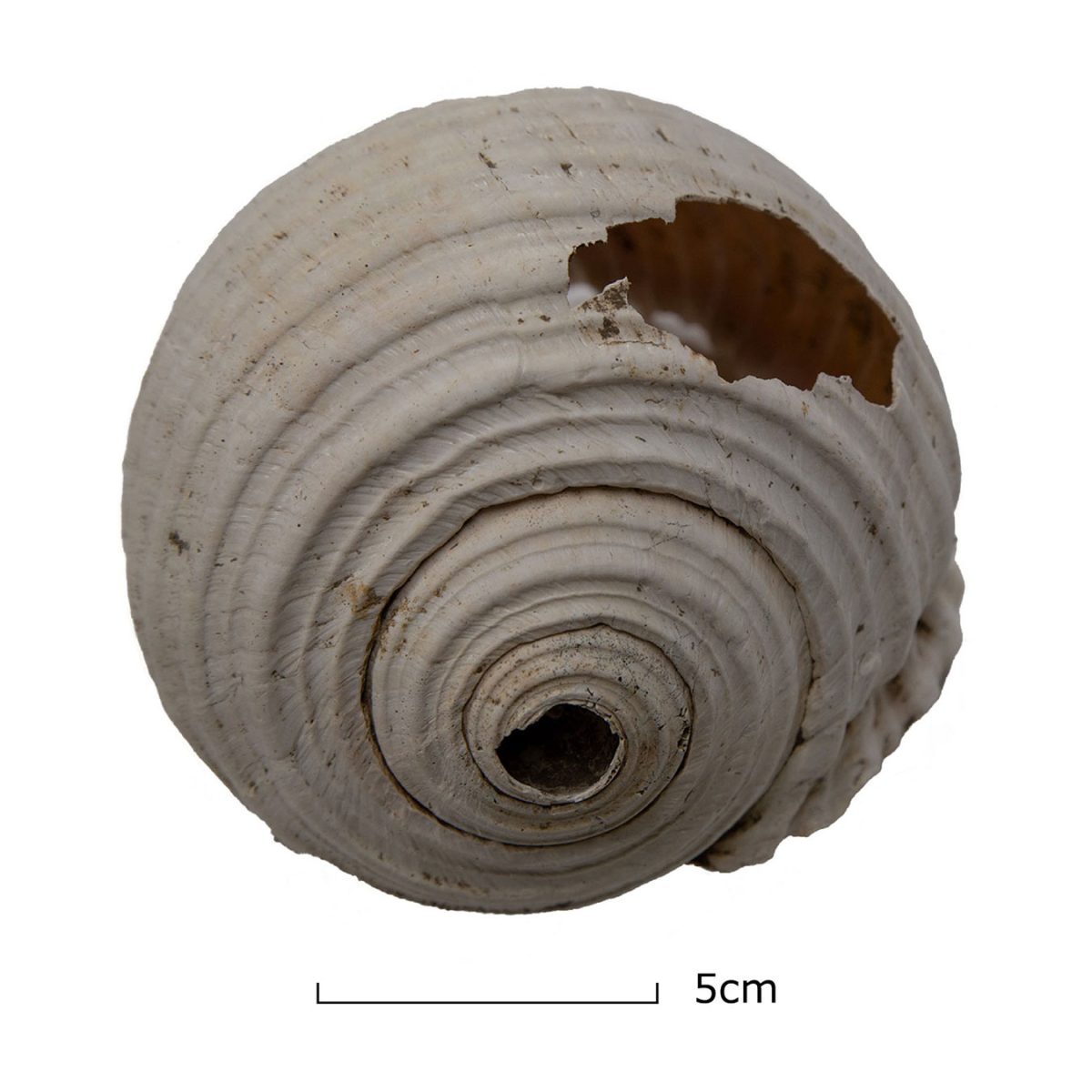 Los instrumentos de concha « Museo Nacional de Costa Rica