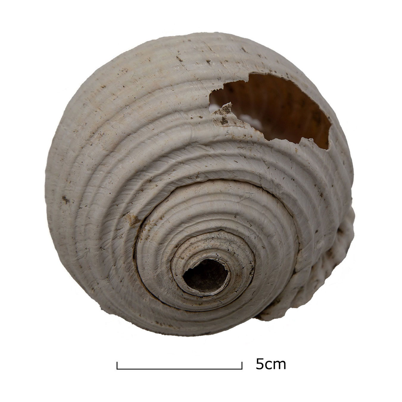 Los instrumentos de concha « Museo Nacional de Costa Rica