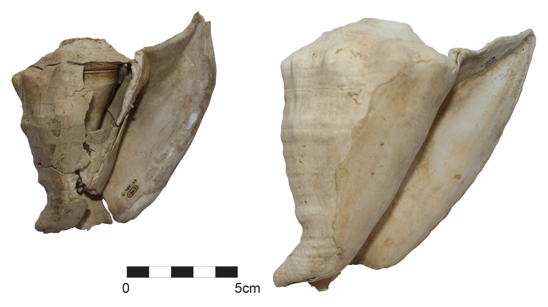 Los instrumentos de concha « Museo Nacional de Costa Rica