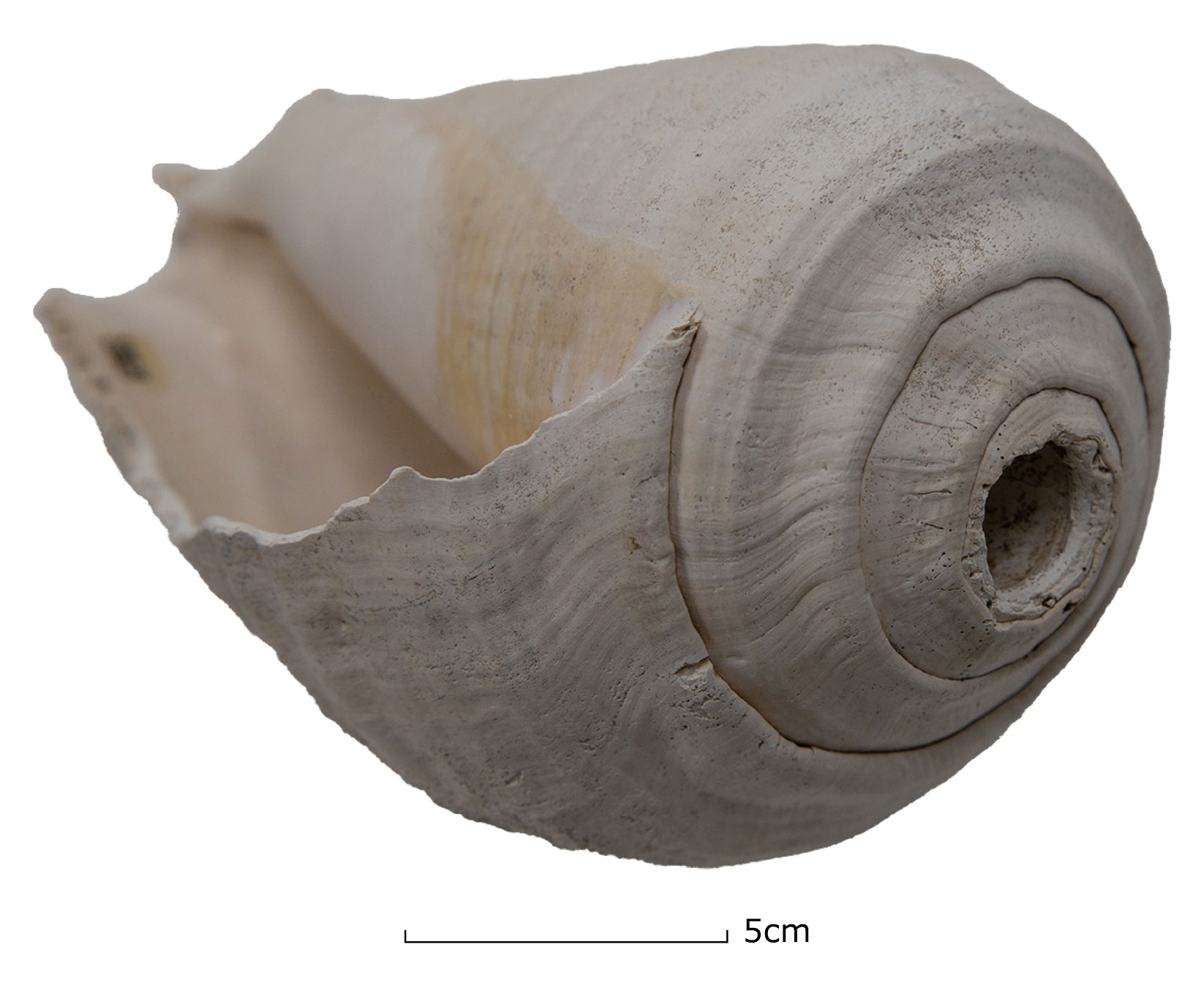 Los instrumentos de concha « Museo Nacional de Costa Rica