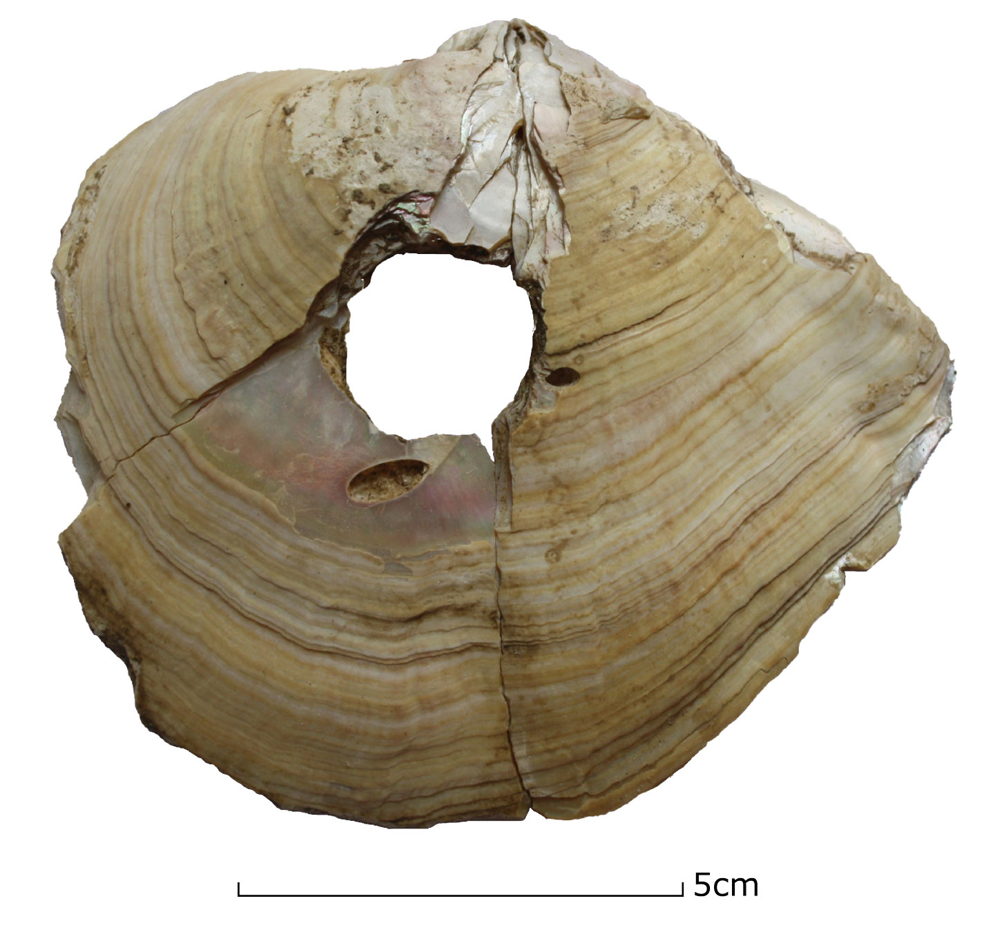 Las conchas como adornos corporales « Museo Nacional de Costa Rica