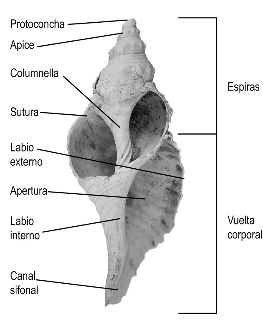 La conservación de las conchas « Museo Nacional de Costa Rica