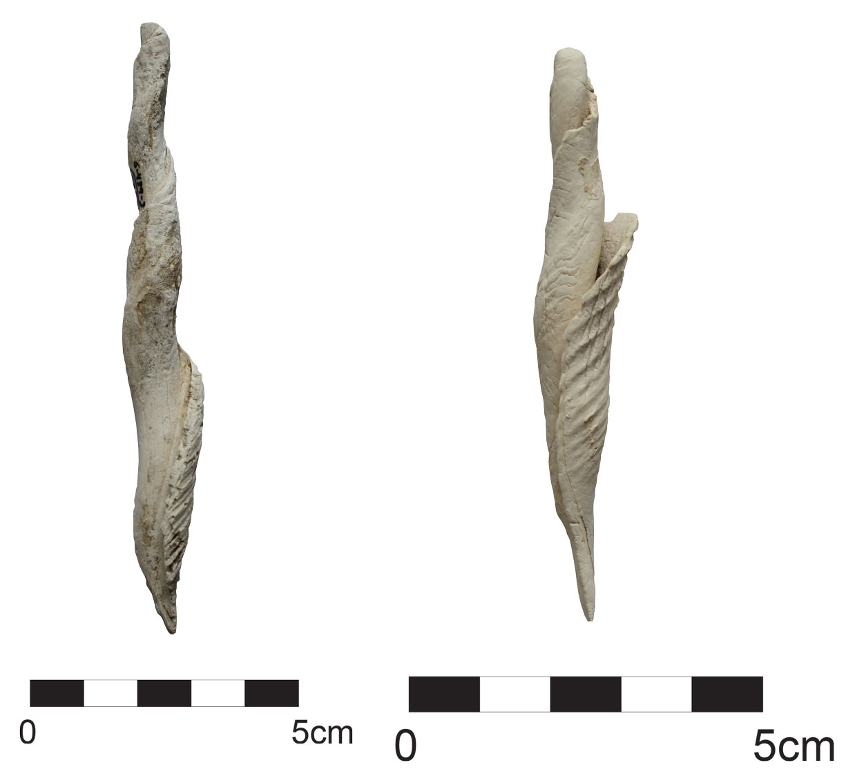 Los instrumentos de concha « Museo Nacional de Costa Rica