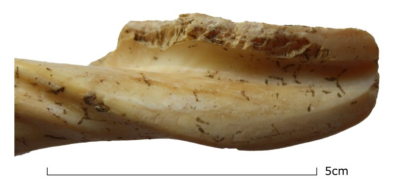 Los instrumentos de concha « Museo Nacional de Costa Rica