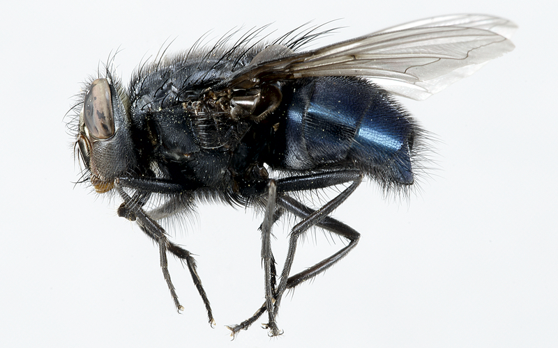 Biodiversidad Irazú, insectos « Museo Nacional de Costa Rica