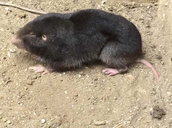 Biodiversidad de Irazú, Mamiferos « Museo Nacional de Costa Rica