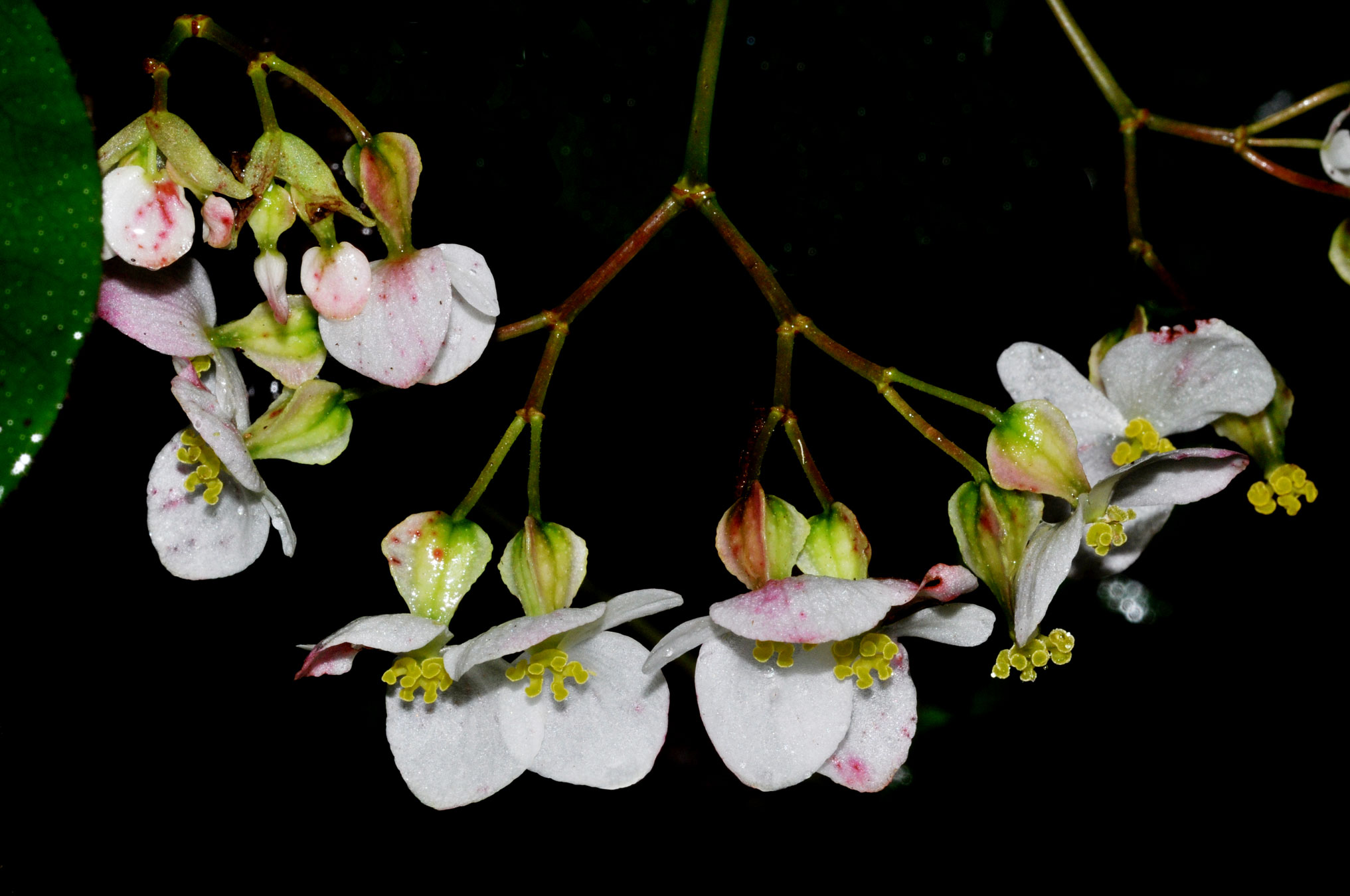 Begonias « Museo Nacional de Costa Rica