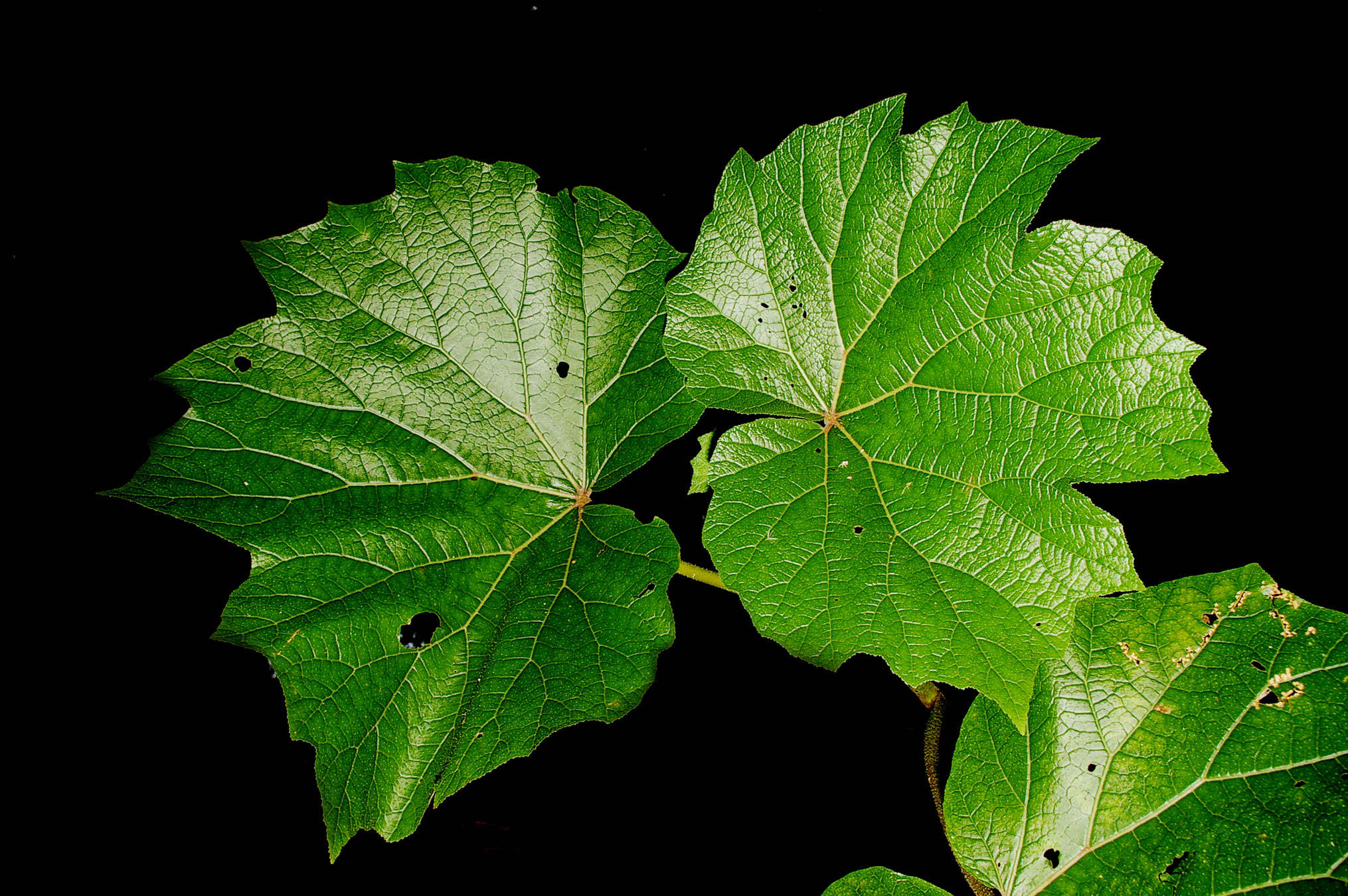 Begonias « Museo Nacional de Costa Rica