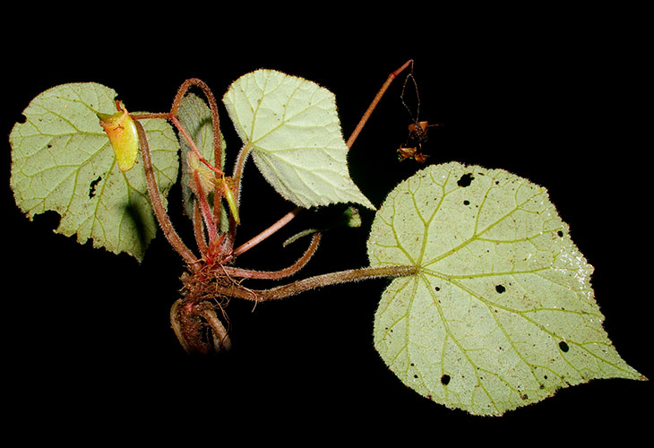 Begonias « Museo Nacional de Costa Rica
