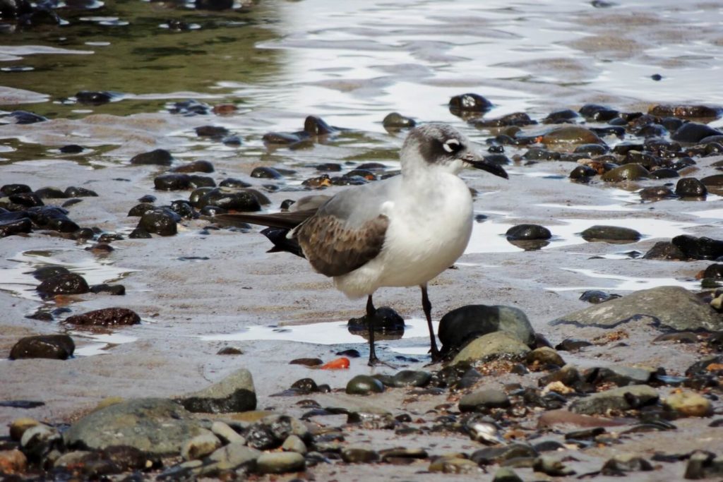 Biodiversidad en Isla del Coco, Aves « Museo Nacional de Costa Rica