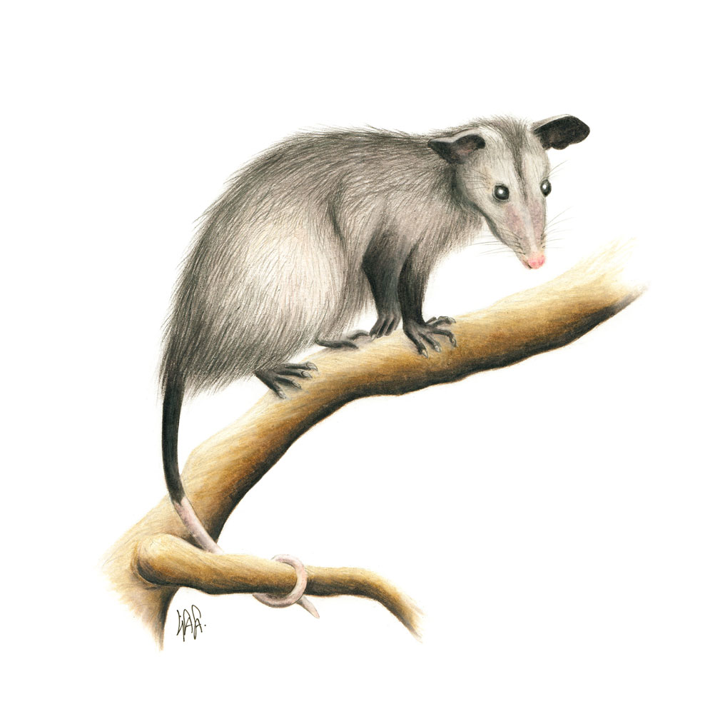 Mamíferos de colas prensiles « Artículos Educativos « Museo Nacional de ...