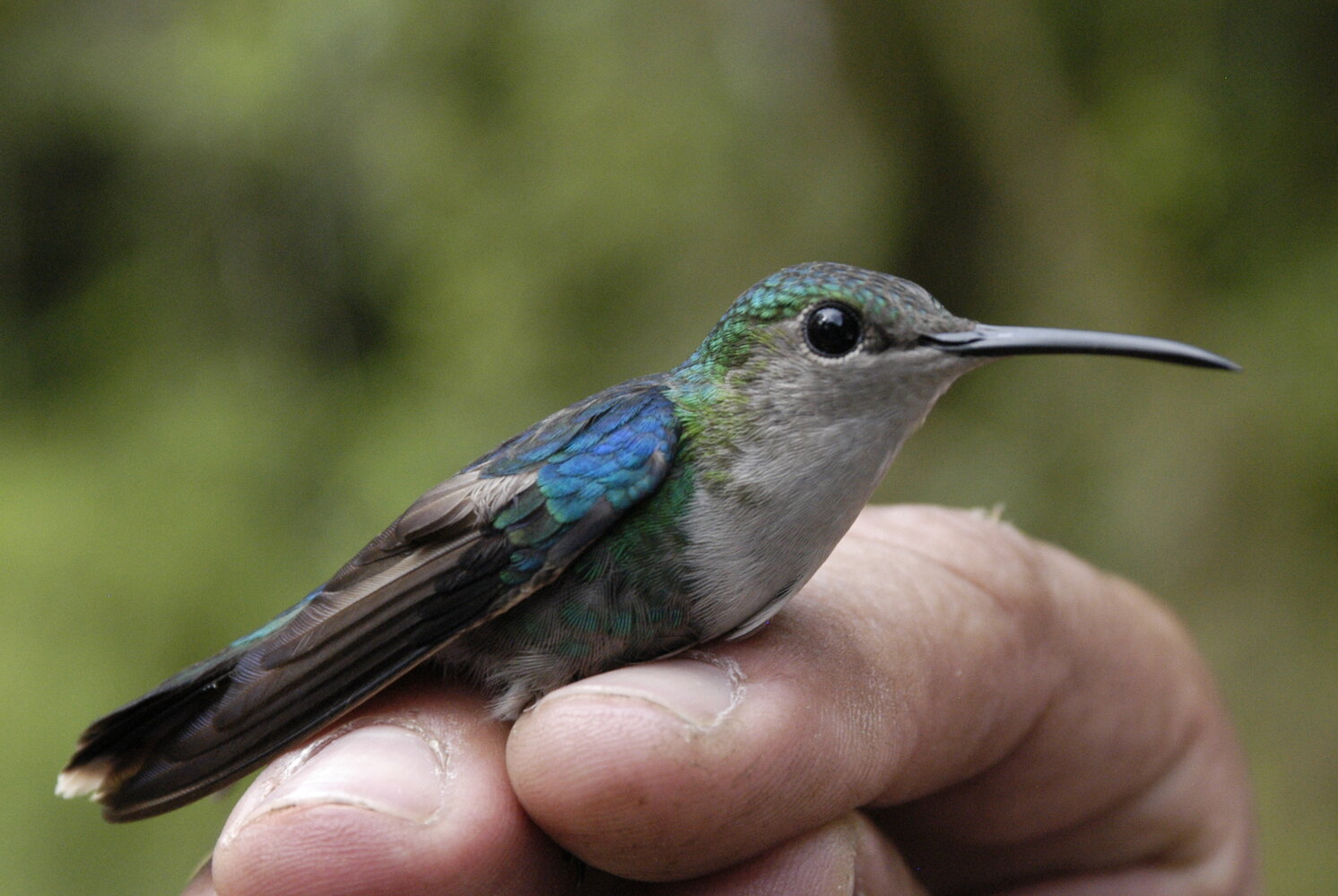 Colibries « Artículos Educativos « Museo Nacional de Costa Rica