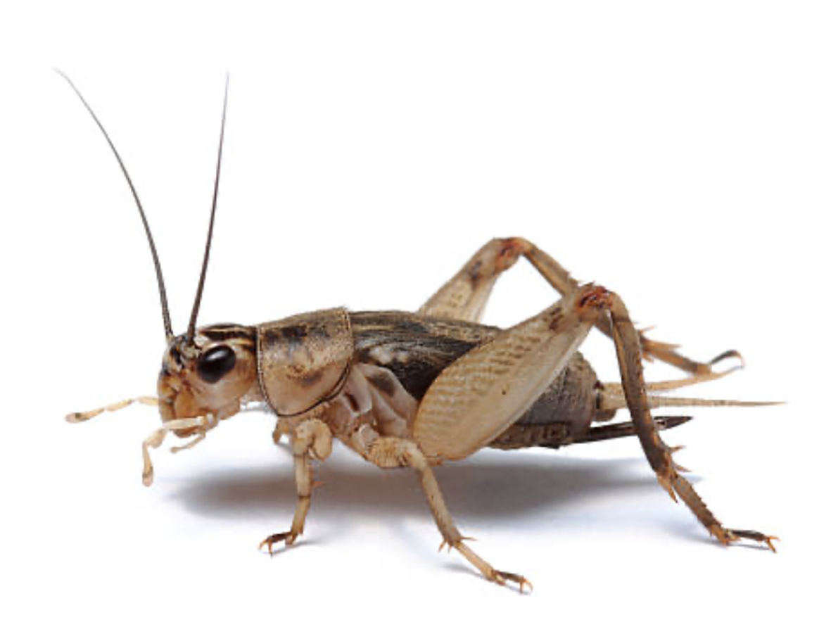 Escultura Grillo de José Sancho « Museo Nacional de Costa Rica